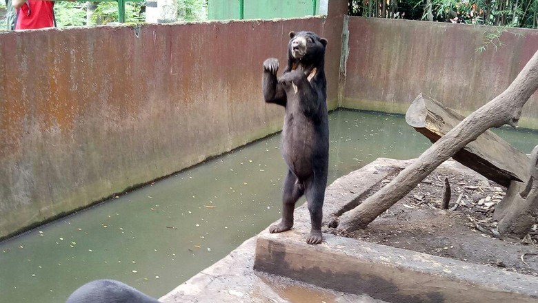 Penampakan Beruang Kurus di Kebun Binatang Bandung