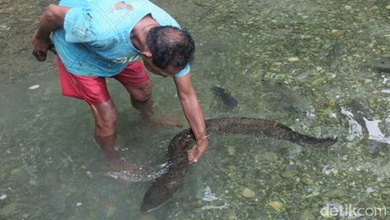 Kisah Belut Keramat Raksasa di Ambon Kisah Belut Keramat Raksasa di Ambon