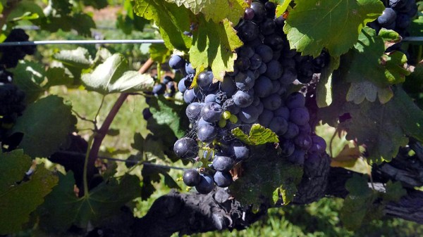 Wisata Perkebunan Anggur di Australia, Seperti Ini Serunya