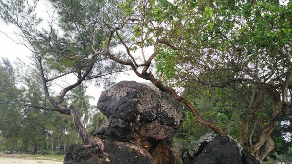 Potret Ajaib Batu Berdaun di Pantai Kepulauan Riau