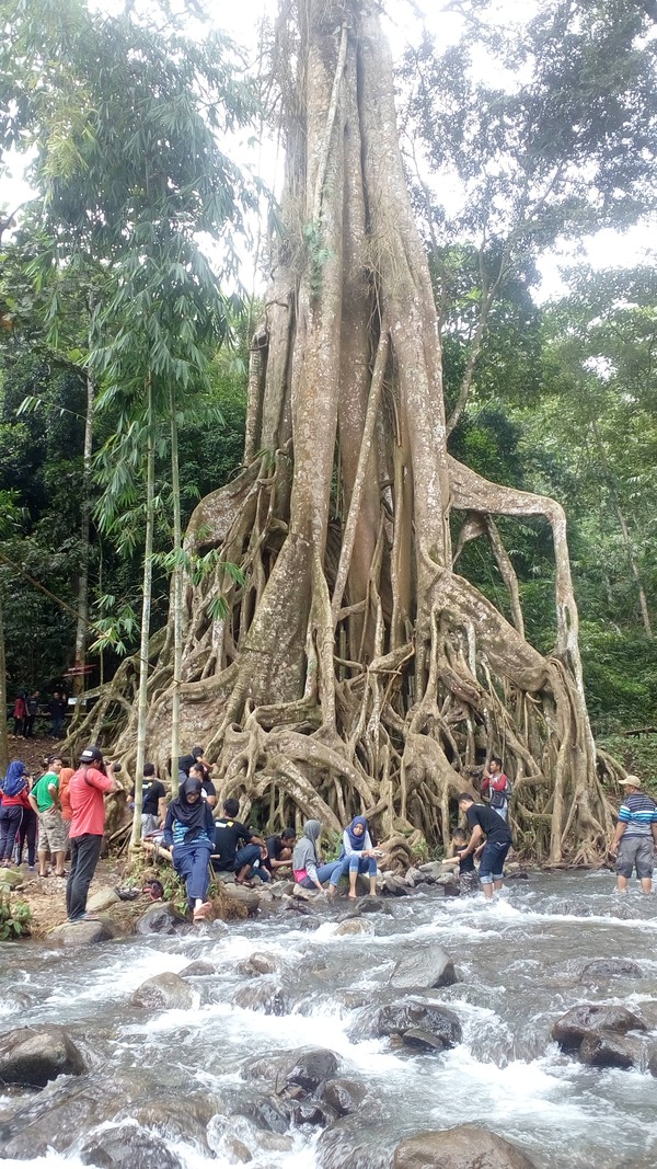 Pohon Akar Seribu yang Unik di Mojokerto
