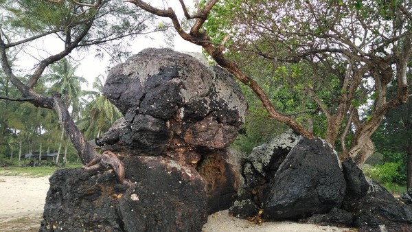 Potret Ajaib Batu Berdaun di Pantai Kepulauan Riau