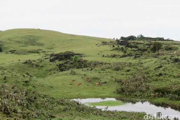 Bukan di Australia, Ini Padang Rumput di Atambua