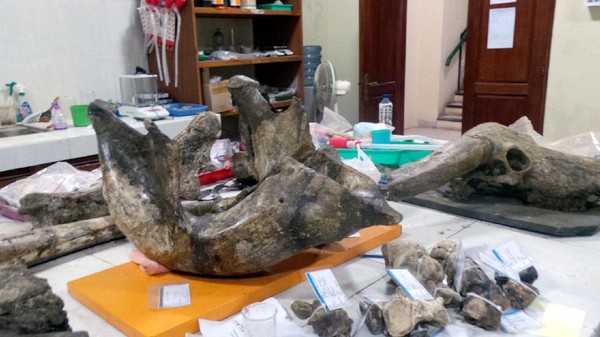 Fosil Gajah Purba Sampai Kerang Raksasa Ada di Gudang Ini
