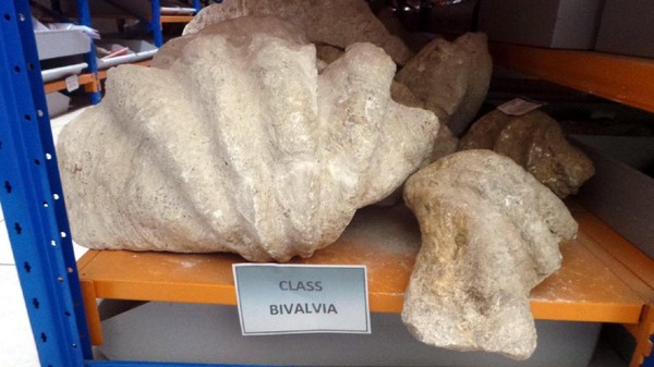 Fosil Gajah Purba Sampai Kerang Raksasa Ada di Gudang Ini