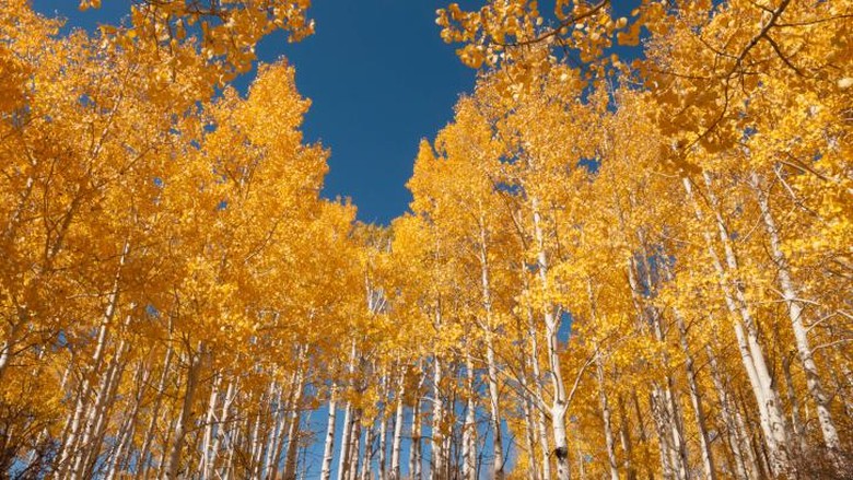 Hutan di Amerika Simpan Pohon Tertua di Dunia