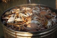 KKP Target Budidayakan 800.000 Ekor Benih Rajungan Sepanjang 2017