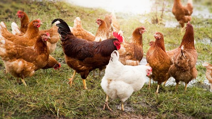 Kenapa Telur Ayam Ada yang Warnanya Cokelat dan Putih? - Halaman 2 Kenapa Telur Ayam Ada yang Warnanya Cokelat dan Putih? - Halaman 2