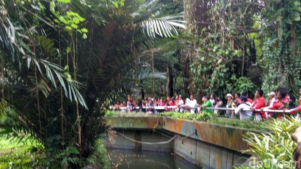 Jokowi Beri Makan Komu Si Gorila di Taman Margasatwa Ragunan