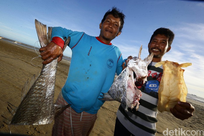 Berburu Gelembung Ikan Ratusan Juta Rupiah