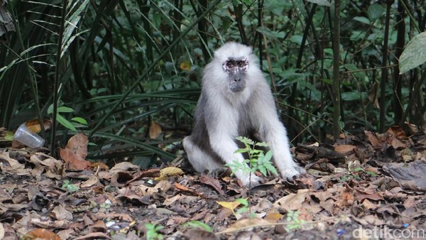 Foto: Penampakan Kera Putih di Sulawesi Selatan
