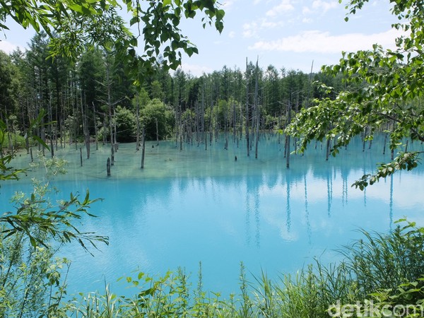 Foto: Aoiike, Kolam Biru Jepang yang Terlalu Cantik