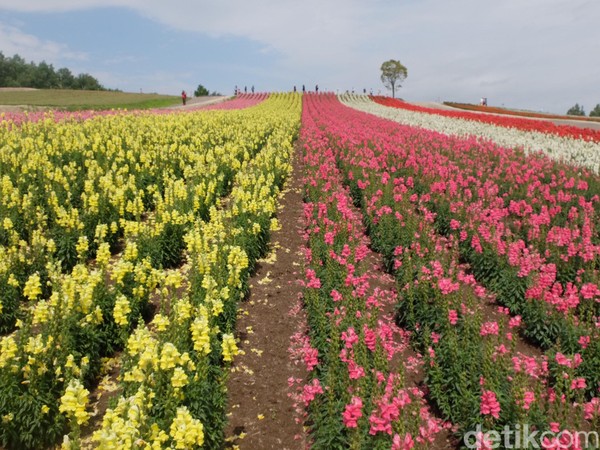 Foto: Kebun Bunga Seperti Pelangi