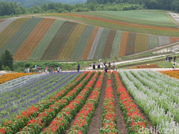 Foto: Kebun Bunga Seperti Pelangi