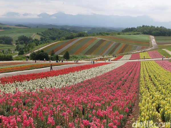 Foto: Kebun Bunga Seperti Pelangi