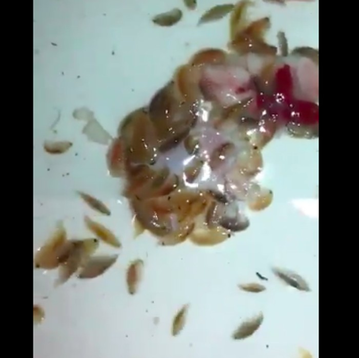 Penampakan Kutu Laut, Biota Pemangsa Daging yang Hebohkan Australia