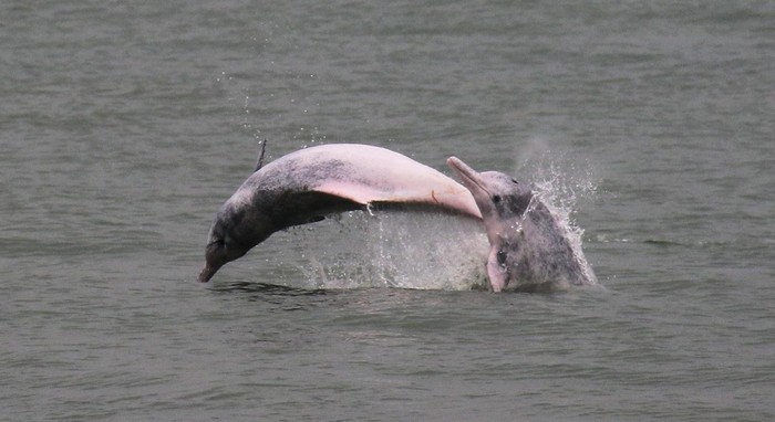 Foto: Lumba-lumba Pink yang Terancam Punah