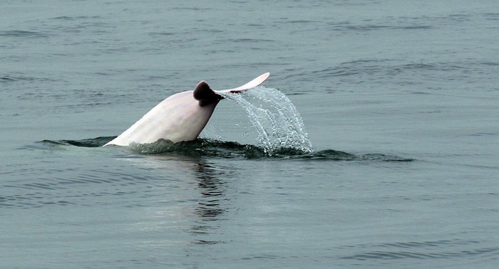 Foto: Lumba-lumba Pink yang Terancam Punah