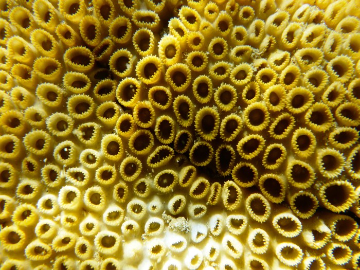 Kalau 10 Gambar Ini Bikin Merinding, Kemungkinan Kamu Punya Trypophobia