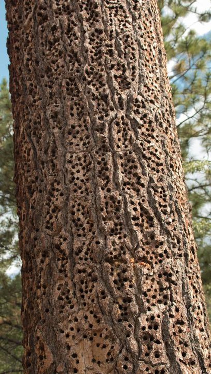 Kalau 10 Gambar Ini Bikin Merinding, Kemungkinan Kamu Punya Trypophobia