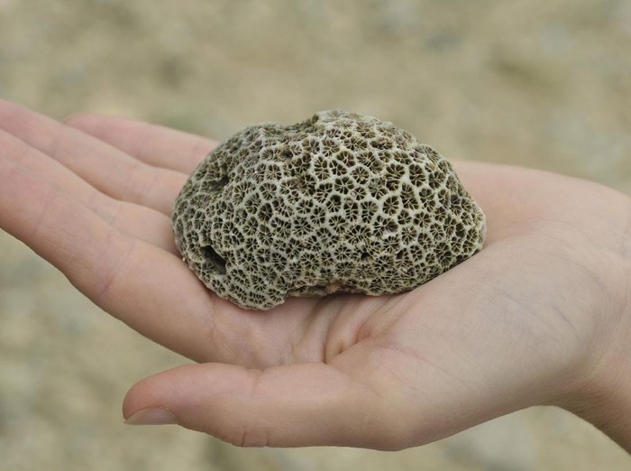 Kalau 10 Gambar Ini Bikin Merinding, Kemungkinan Kamu Punya Trypophobia
