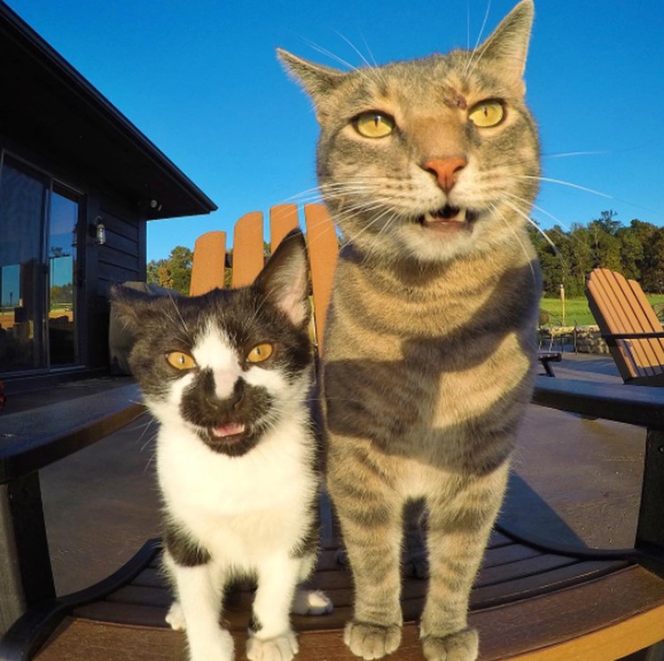 Kucing Suka Selfie Sama Temannya Jadi Sensasi Instagram