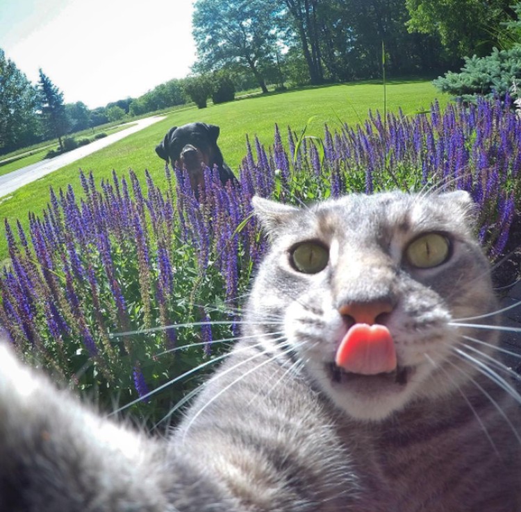 Kucing Suka Selfie Sama Temannya Jadi Sensasi Instagram