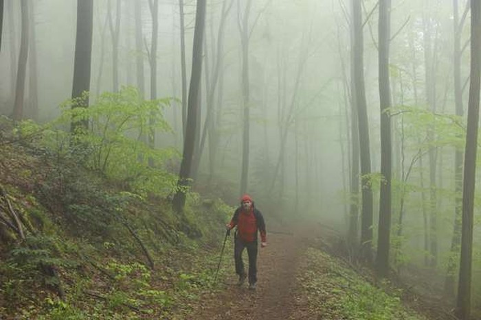 Foto: Penampakan Hutan Hitam Menyeramkan