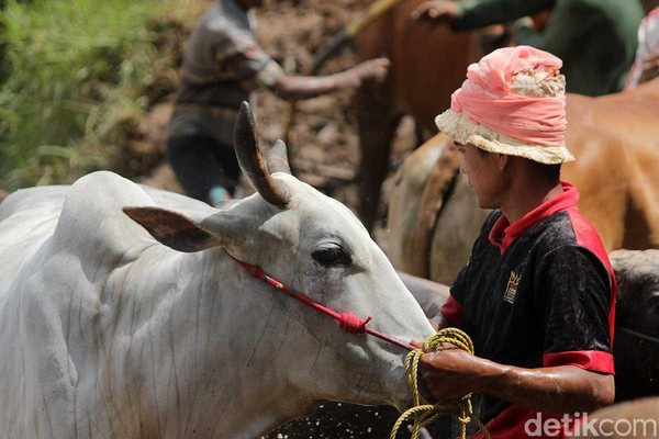 Foto: Tradisi Balap Sapi Khas Minang