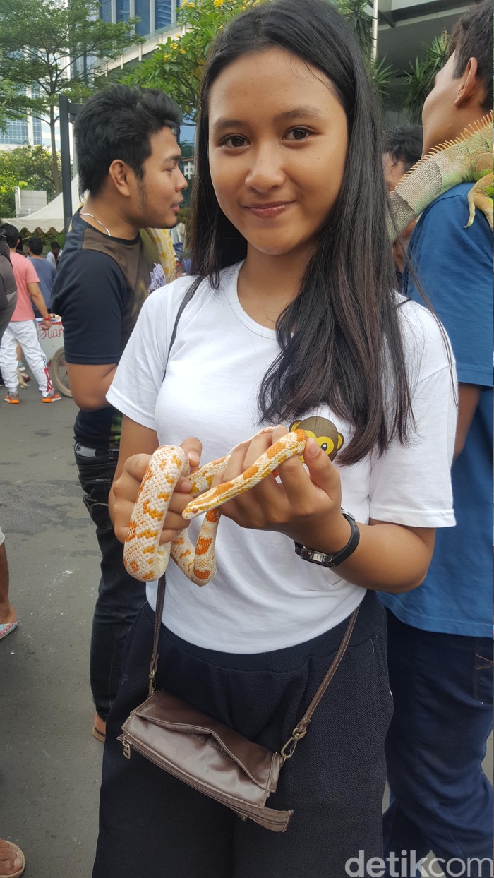 Potret Ular Molu Albino, Piton sampai Tokek Pakistan Masuk Jakarta
