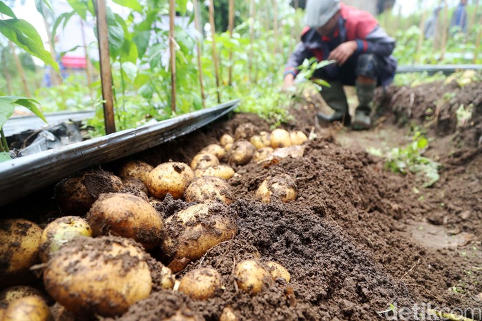 Alhamdulillah, Petani Kentang Panen Raya