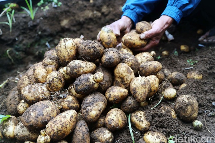 Alhamdulillah, Petani Kentang Panen Raya