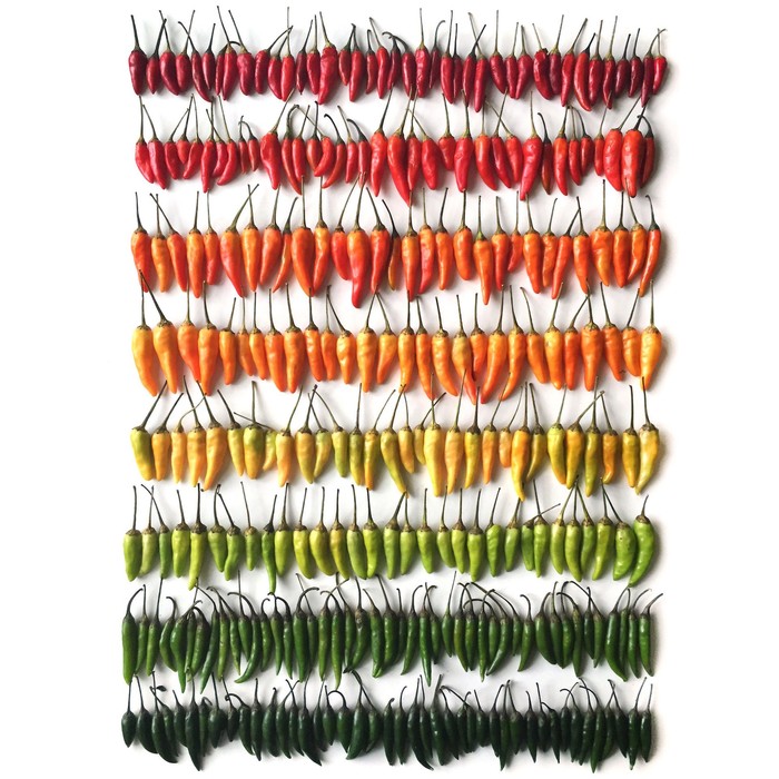 Sedang Tren di Instagram, Foto Makanan dengan Gradasi yang Cantik