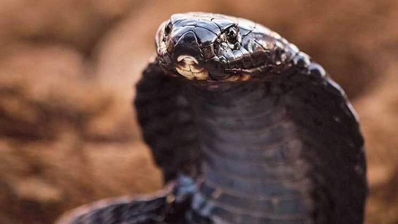 Mengenal King Kobra, Ular Berbisa Terpanjang yang Mematikan Mengenal King Kobra, Ular Berbisa Terpanjang yang Mematikan