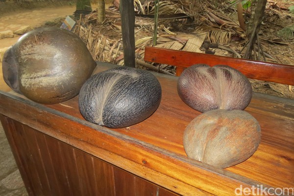 Foto: Kelapa Berbentuk Bokong dan Kelamin Pria dari Afrika