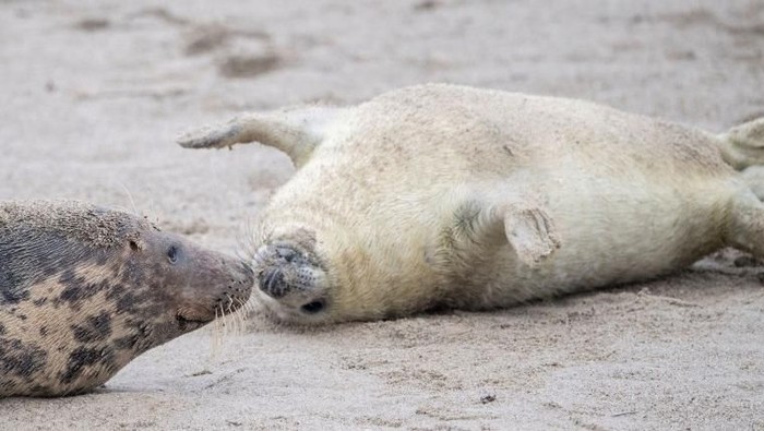 Ini Foto-foto Anjing Laut, Mirip dengan Patung Maung Bandung?