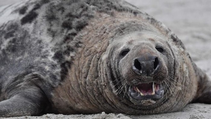 Ini Foto-foto Anjing Laut, Mirip dengan Patung Maung Bandung?