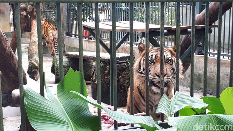 Foto: Mampir ke Bonbin Siantar Zoo di Liburan Tahun Baru