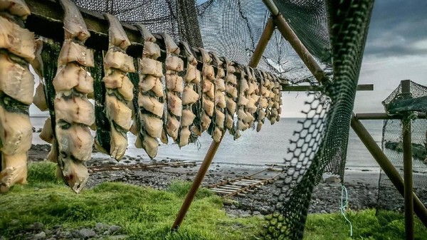 Foto: Ikan Busuk, Makanan Para Viking