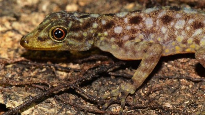 Foto: Cicak 'Ahok', Burung Iriana, dan Spesies Baru Bernama Unik