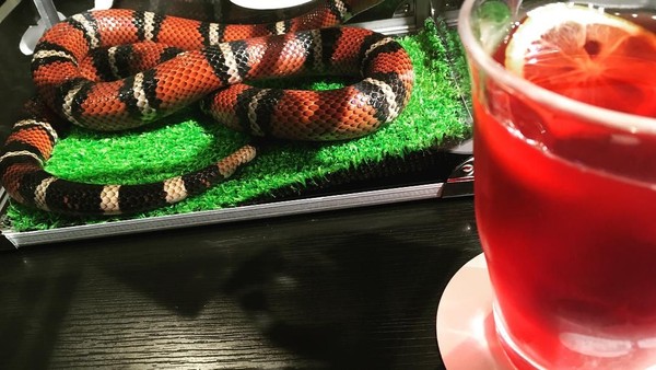 Foto: Nyeruput Kopi Bareng Ular di Tokyo, Mau?