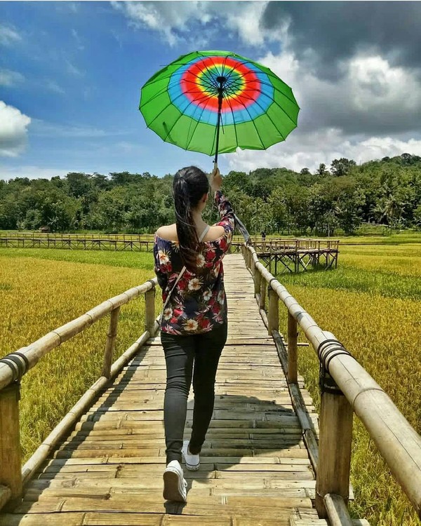 Foto: Jembatan Bambu Tengah Sawah Ini Lagi Hits di Yogya