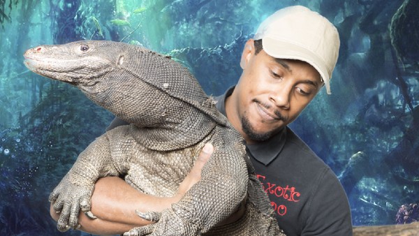 Foto: Black Dragon, Si Komodo Hitam yang Gahar