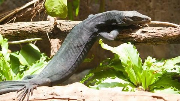 Foto: Black Dragon, Si Komodo Hitam yang Gahar
