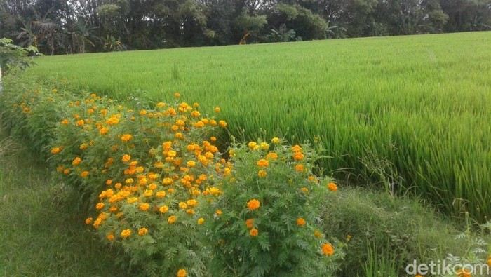 Foto: Cantiknya Tanaman Refugia, 'Senjata' Alami Pengusir Hama