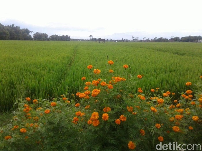 Foto: Cantiknya Tanaman Refugia, 'Senjata' Alami Pengusir Hama