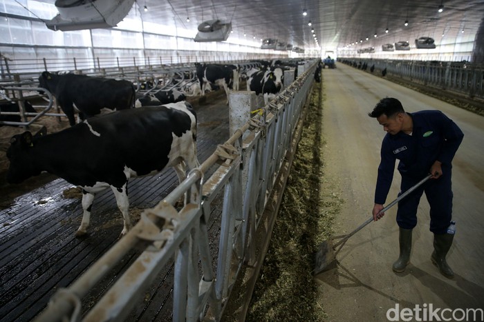 Melihat Peternakan Sapi Perah Terbesar di Indonesia