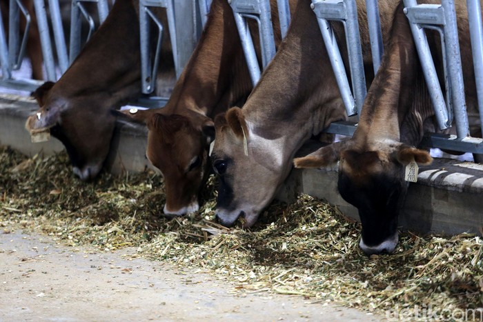 Menperin Resmikan Peternakan Sapi Perah Terbesar di Indonesia