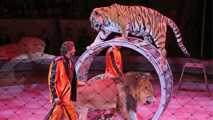 Hewan Liar Dilarang Beraksi di Atraksi Sirkus di Inggris Mulai 2020