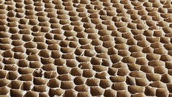 10 Gambar Biasa yang Bikin Pengidap Trypophobia Merinding